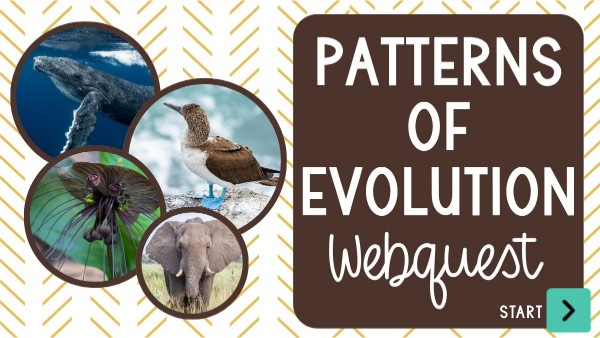 Patterns of Evolution Webquest | Genially