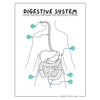 Digestive System Organ Exploration | Genially