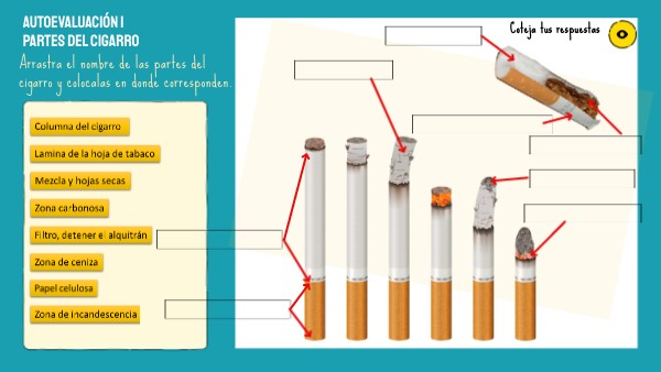 AUTOEVALUACIÓN 1 PARTES DEL CIGARRO | Genially