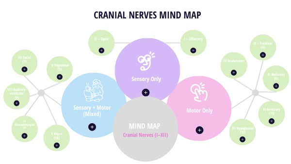 Cranial Nerves Mind map | Genially