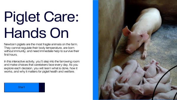 Piglet Care: Hands On | Genially