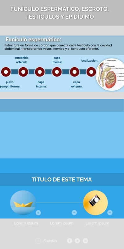 FUNÍCULO ESPERMATICO, ESCROTO, TESTÍCULOS Y EPIDÍDIMO | Genially