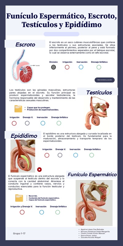 Funículo Espermático, Escroto, Testículos y Epidídimo | Genially