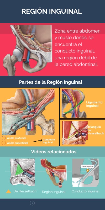 REGIÓN INGUINAL | Genially