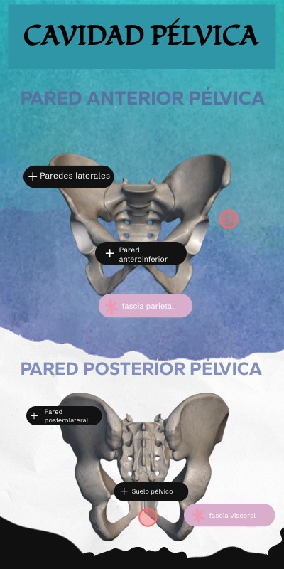 CAVIDAD PÉLVICA | Genially