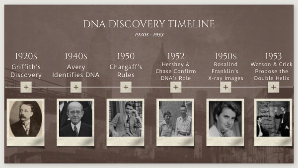 DNA DISCOVERY Timeline | Genially